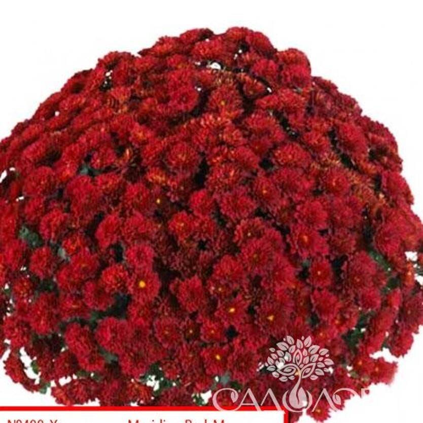 Купить саженцы Хризантемы мультифлора Meridian Red (Меридиан Ред) с ...